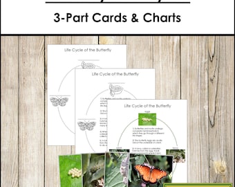 Butterfly Life Cycle & 3 Part Cards - Etsy