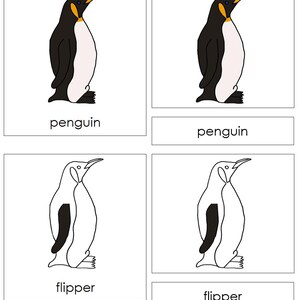 Parts of a Penguin Nomenclature 3-part Cards & Blackline Master ...