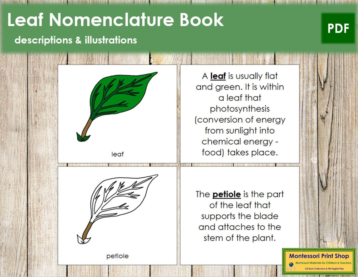 Parts of a Leaf Nomenclature Book Montessori Botany | Etsy
