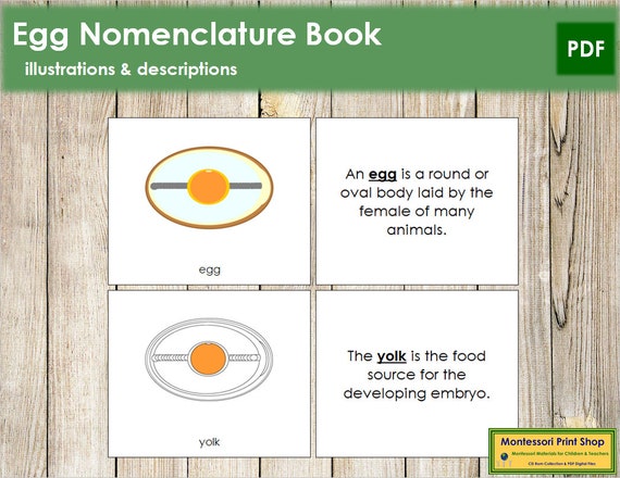 Parts of an Egg Nomenclature Book Science Printable | Etsy