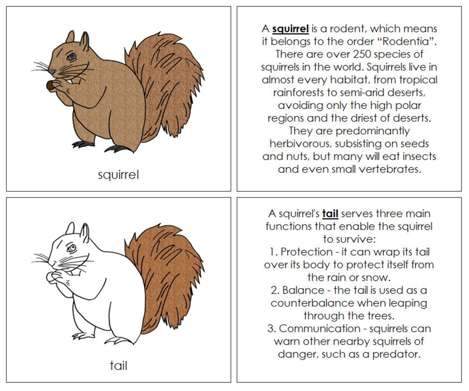 Parts of a Squirrel Nomenclature Book - Montessori Zoology (digital ...