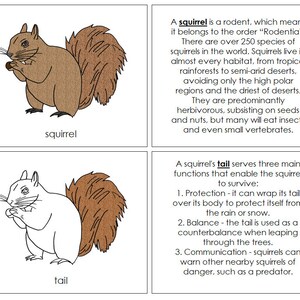 Parts of a Squirrel Nomenclature Book - Montessori Zoology (digital ...