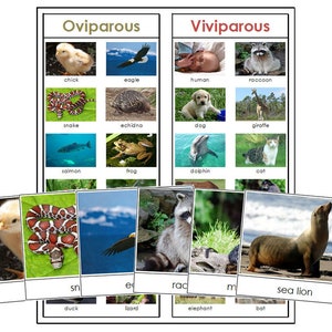 Oviparous and Viviparous Animals Sorting Cards & Control Chart ...