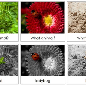 Animal Camouflage Matching Cards Set 1 Zoology Printable - Etsy