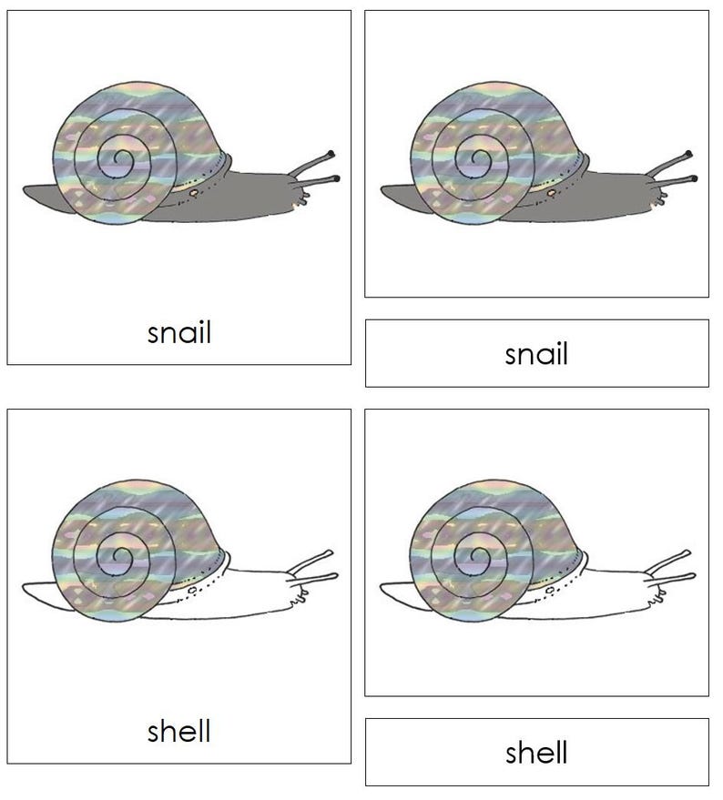 Parts of a Snail Nomenclature 3-part Cards & Blackline Master ...