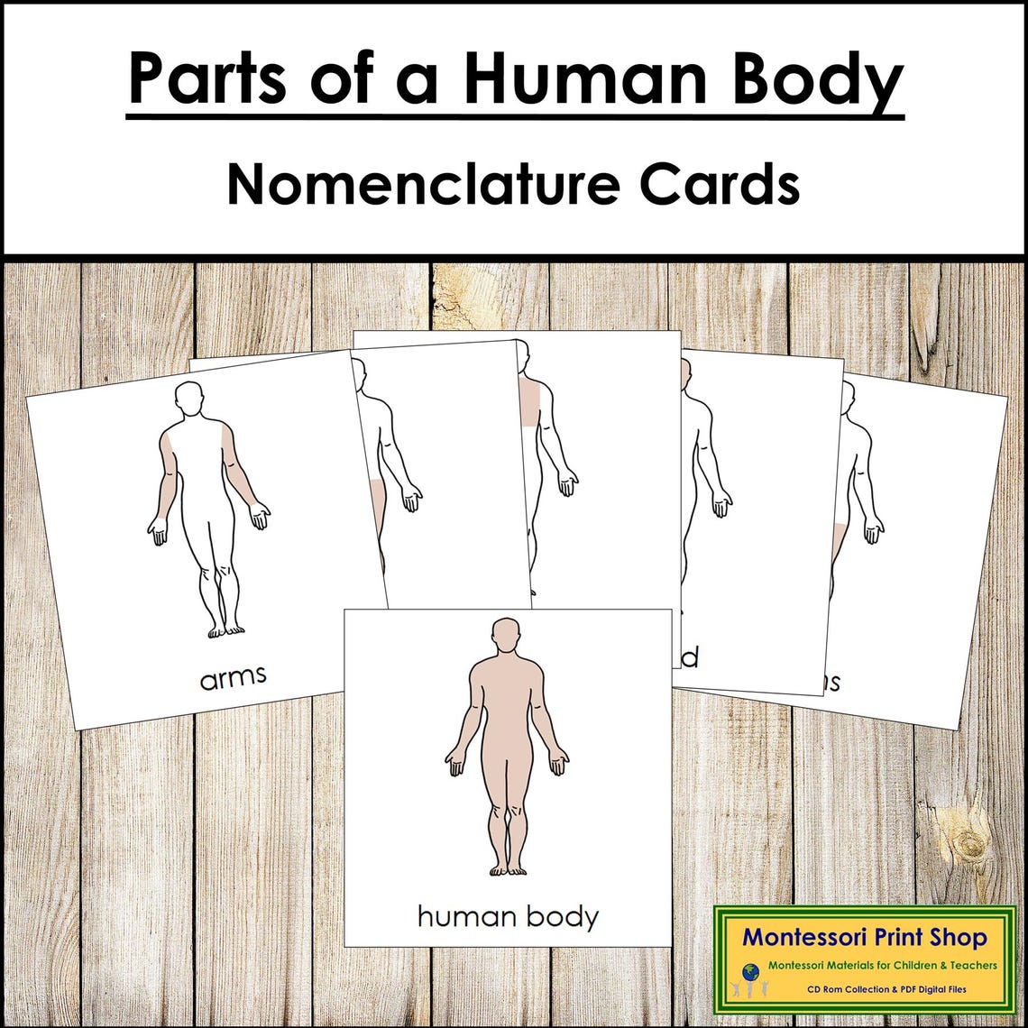 Parts of a Human Body Nomenclature 3-part Cards & Blackline Master ...