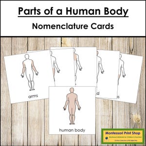 Parts of a Human Body Nomenclature 3-part Cards & Blackline Master ...