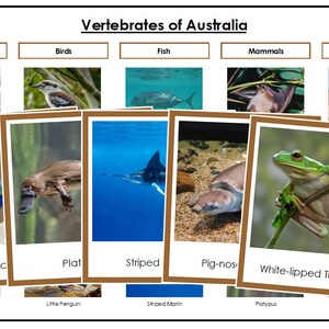 Vertebrates of the Continents Sorting (color-coded) - Montessori ...