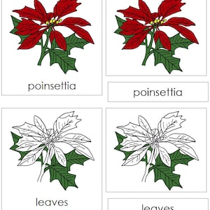 Parts of a Poinsettia Nomenclature 3-part Cards & Blackline Master ...
