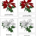 Parts of a Poinsettia Nomenclature 3-part Cards & Blackline Master ...