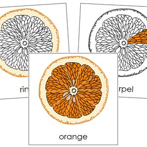 Parts of an Orange Nomenclature 3-part Cards & Blackline Master ...