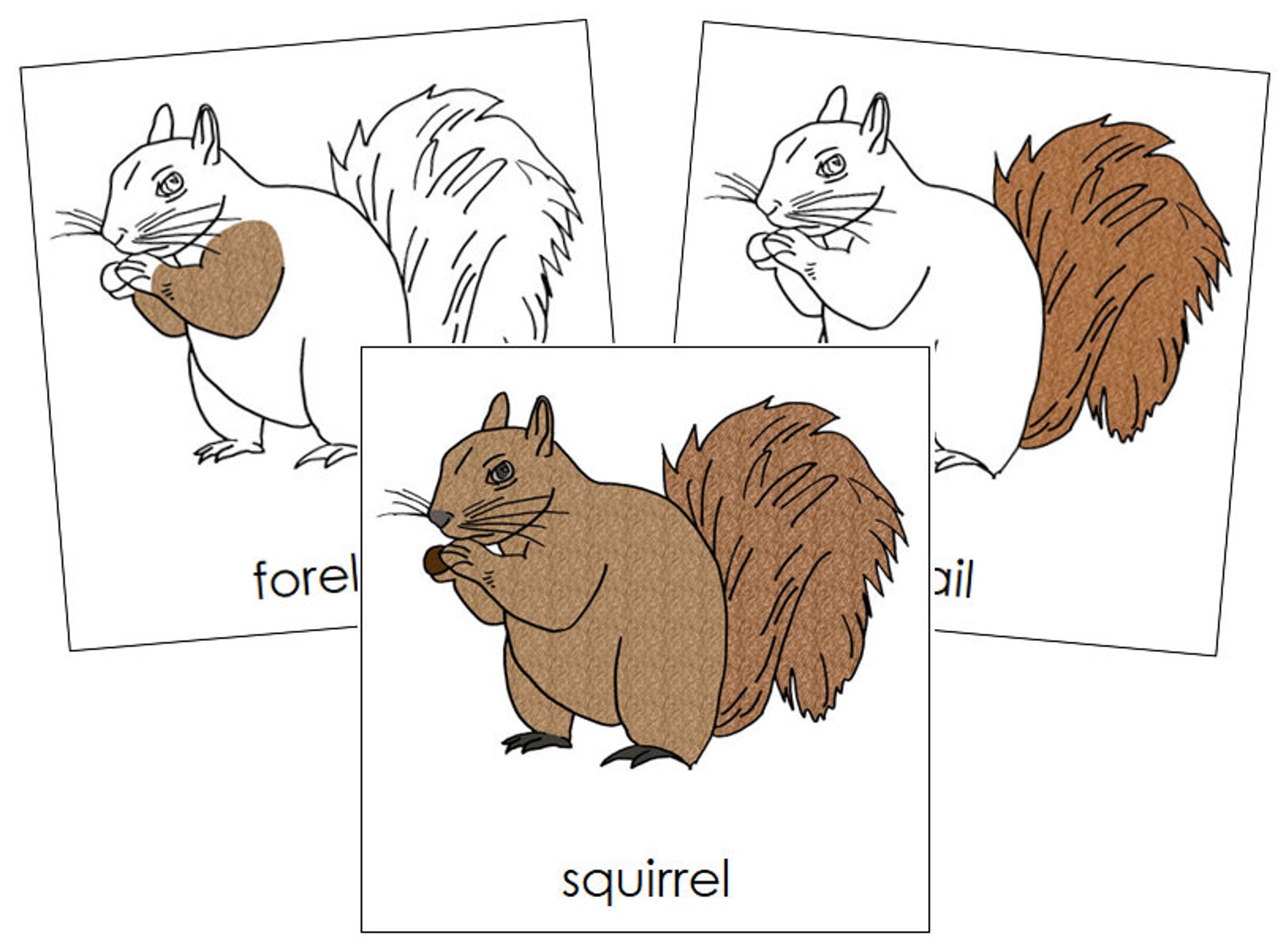 Parts of a Squirrel Nomenclature 3-part Cards Zoology Printable ...