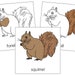 Parts of a Squirrel Nomenclature 3-part Cards & Blackline Master ...