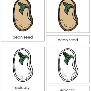 Parts of a Bean Seed Nomenclature 3-part Cards & Blackline Master ...