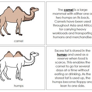 Parts of a Camel Nomenclature Book - Montessori Zoology (digital ...