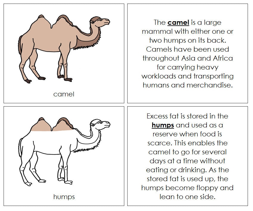 Parts of a Camel Nomenclature Book - Montessori Zoology (digital ...