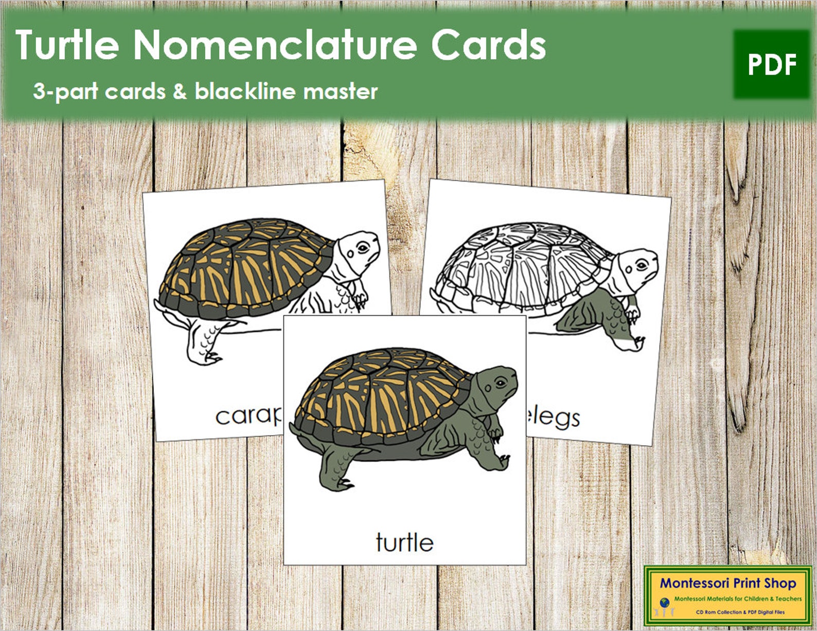 Parts of a Turtle Nomenclature 3-part Cards Montessori | Etsy
