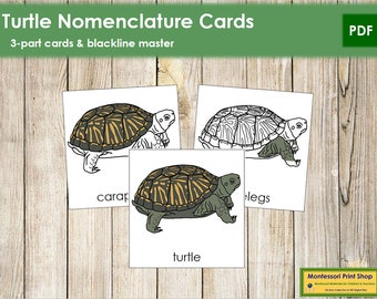 Parts of a Jellyfish Nomenclature 3-part Cards Montessori | Etsy