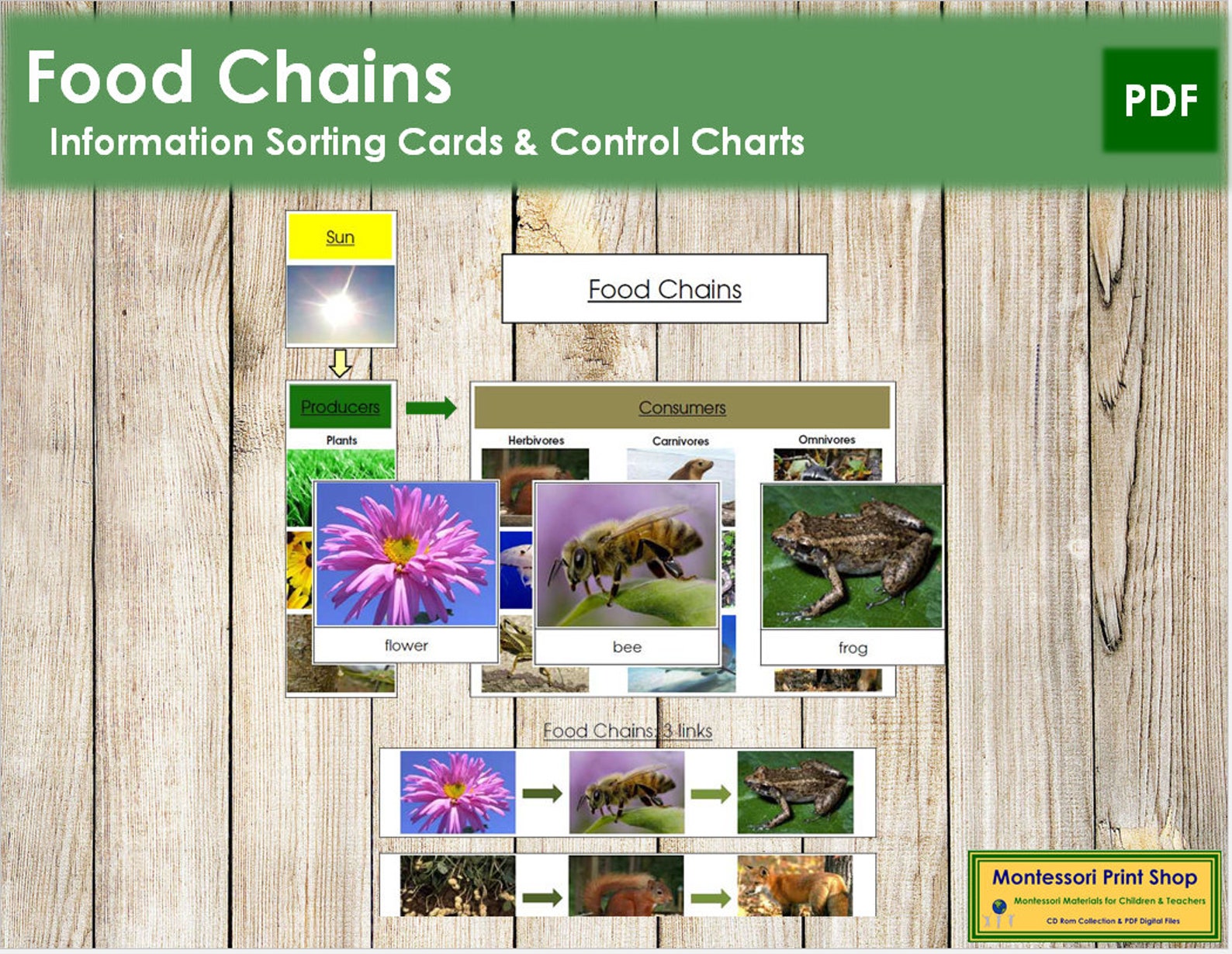 Food Chain Cards & Charts Printable Montessori Science Cards | Etsy UK