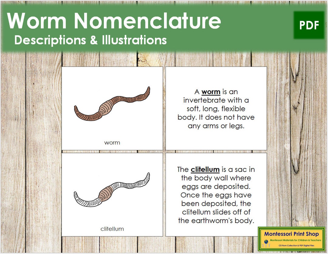 Parts of a Worm Nomenclature Book Zoology Printable - Etsy