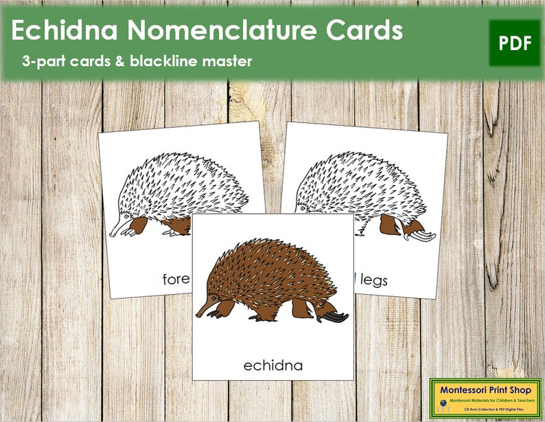 Parts of an Echidna Nomenclature 3-part Cards Montessori | Etsy