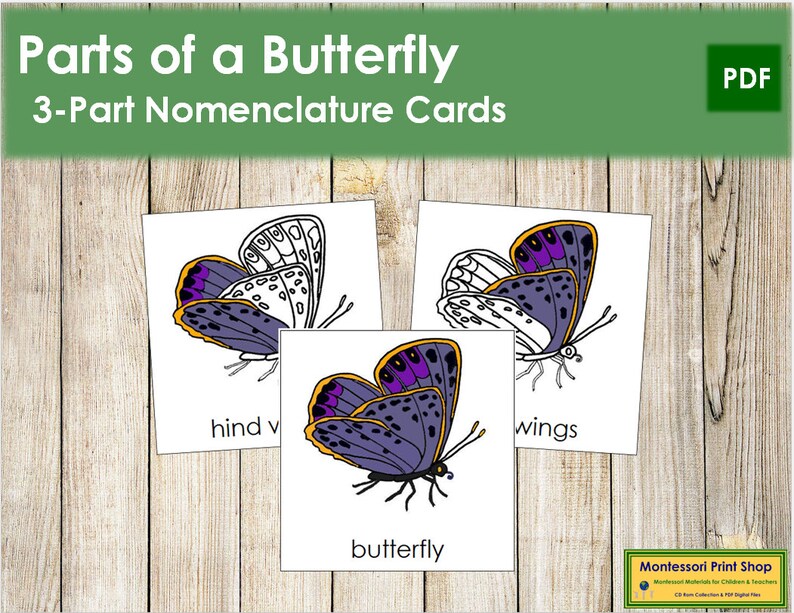 Parts of a Butterfly Nomenclature 3-part Cards Montessori - Etsy
