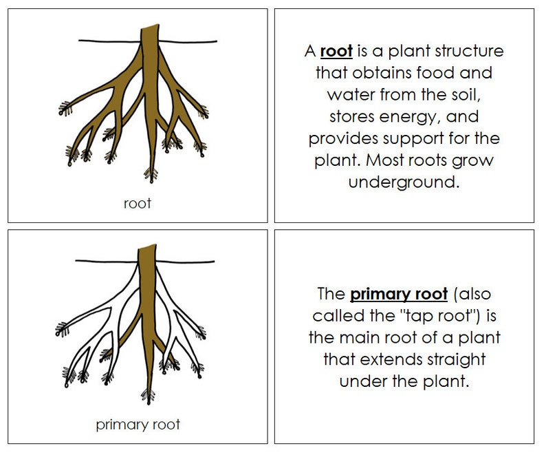 Parts of a Root Nomenclature Book Montessori Botany - Etsy
