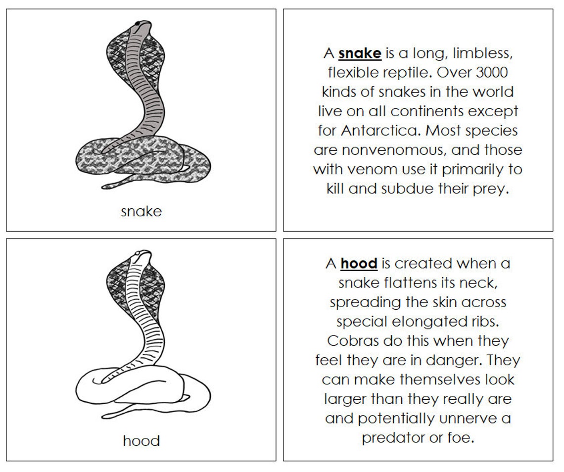 Parts of a Snake Nomenclature Book Montessori Zoology - Etsy Canada