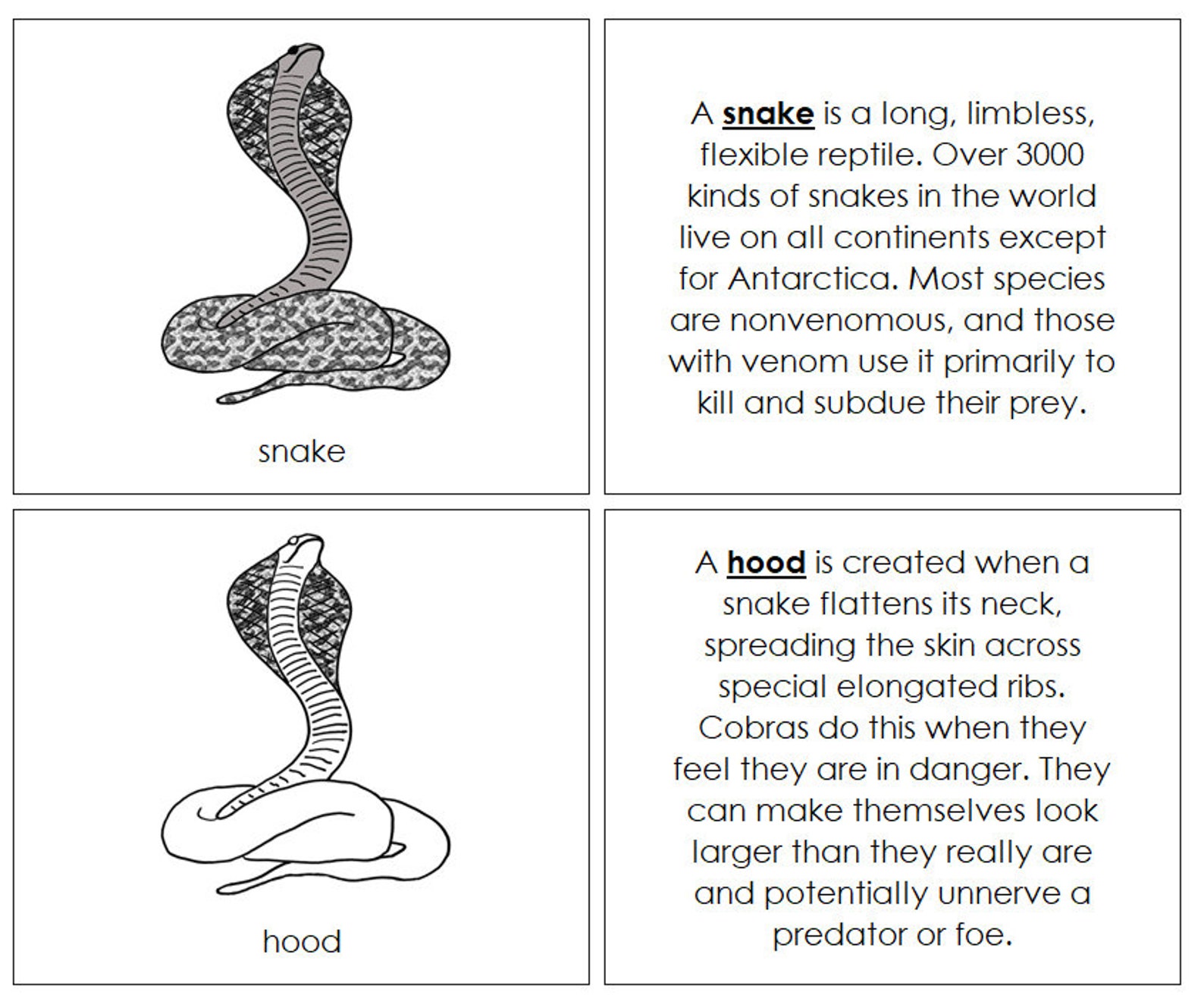 Parts of a Snake Nomenclature Book - Montessori Zoology (digital ...