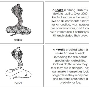Parts of a Snake Nomenclature Book - Montessori Zoology (digital ...