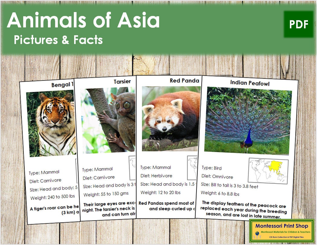 Animals of Asia Facts & Picture Cards color-coded - Etsy