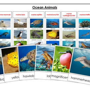 Ocean Animals Sorting Cards & Control Chart - Zoology - Printable ...