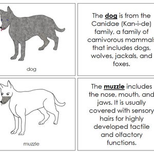 Parts of a Dog Nomenclature Book - Montessori Zoology - Printable ...