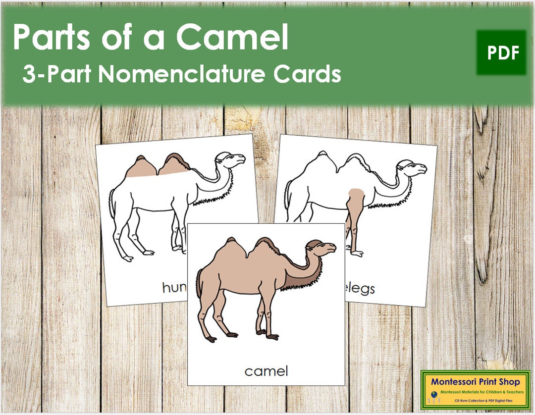 Parts of a Camel Nomenclature 3-part Cards Montessori - Etsy