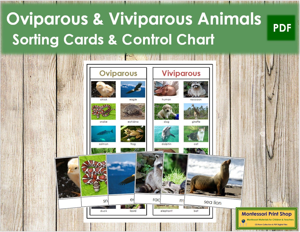 Montessori Reptiles Lesson - Etsy