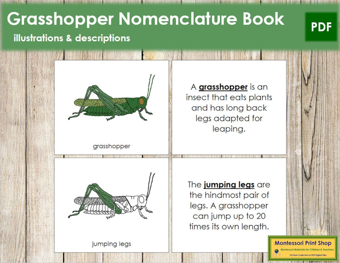 Parts of a Grasshopper Nomenclature Book Montessori Zoology | Etsy