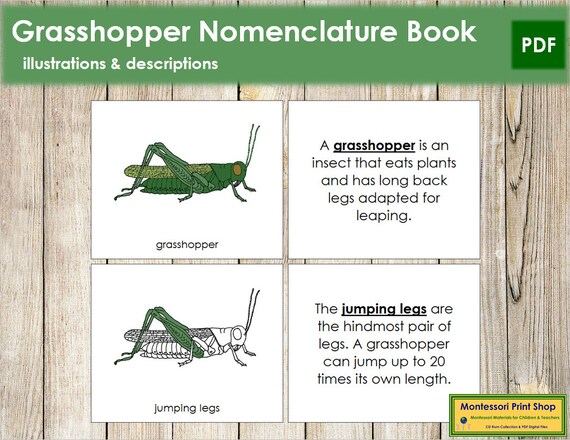 Parts of a Grasshopper Nomenclature Book Montessori Zoology | Etsy