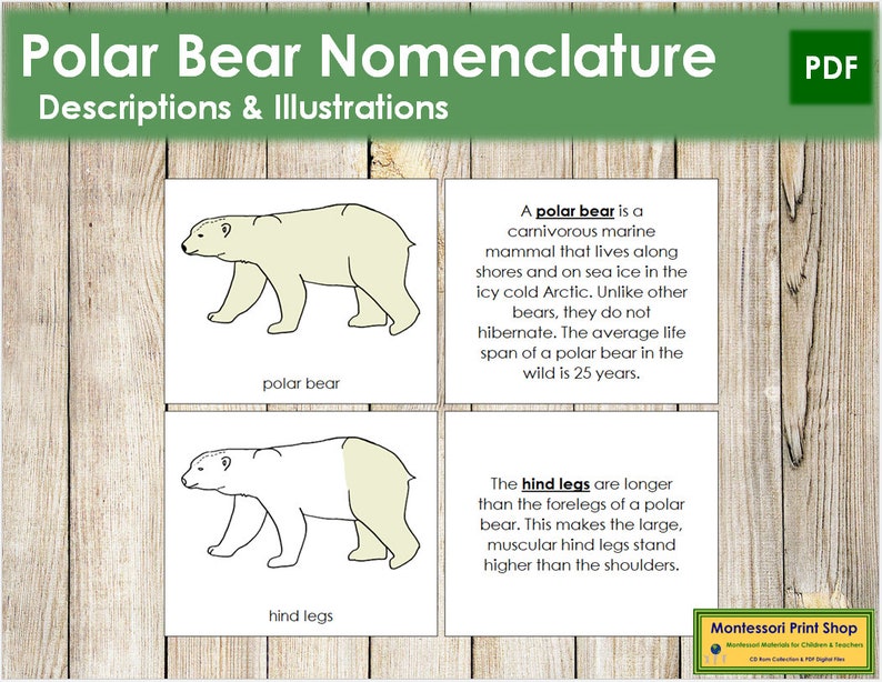 Parts of a Polar Bear Nomenclature Book Montessori Zoology - Etsy