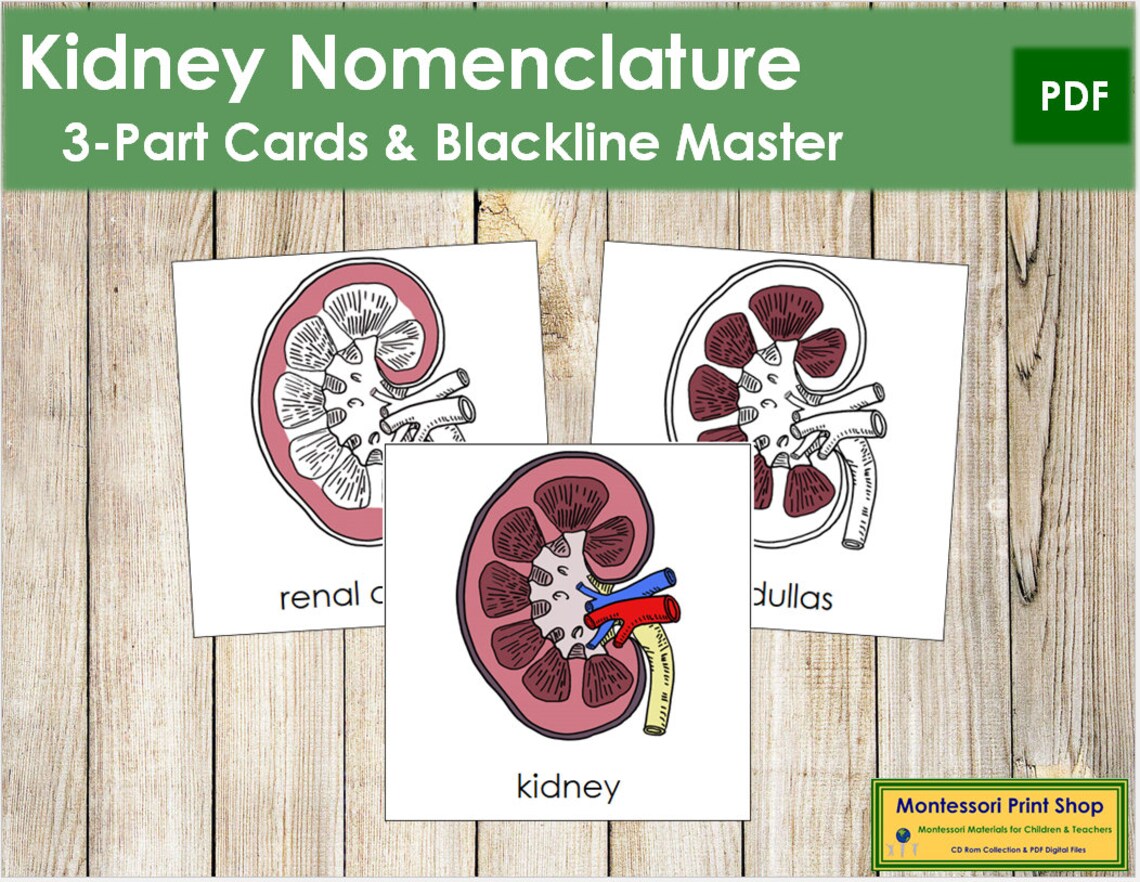 Parts of a Kidney Nomenclature 3-part Cards Science - Etsy