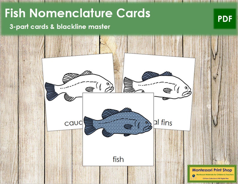 Parts of a Fish Nomenclature 3-part Cards Montessori Zoology | Etsy
