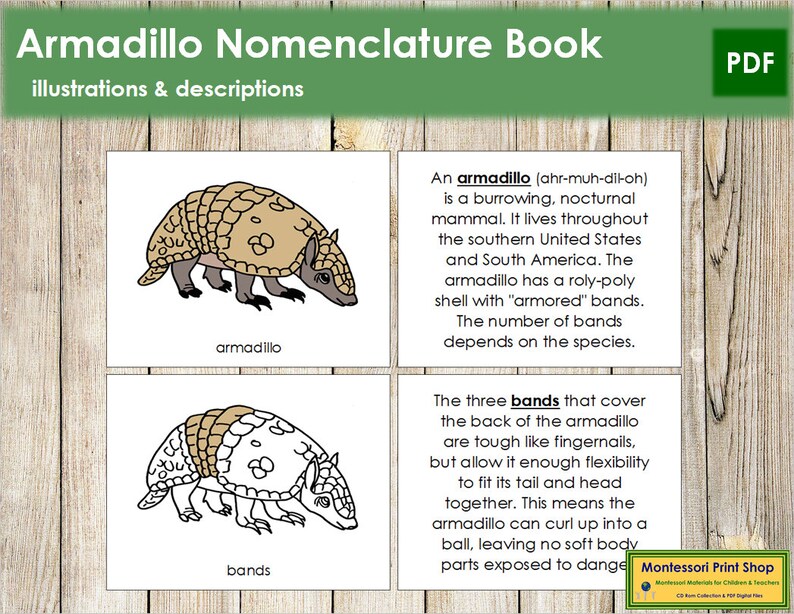 Parts of an Armadillo Nomenclature Book Montessori Zoology | Etsy