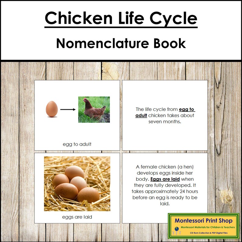 The Chicken Life Cycle Nomenclature Book - Montessori Zoology (digital ...