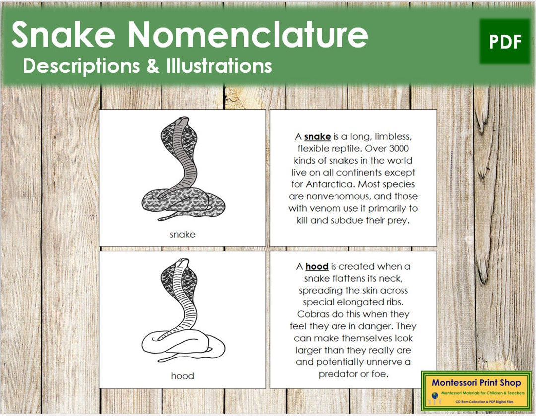 Parts of a Snake Nomenclature Book Montessori Zoology - Etsy
