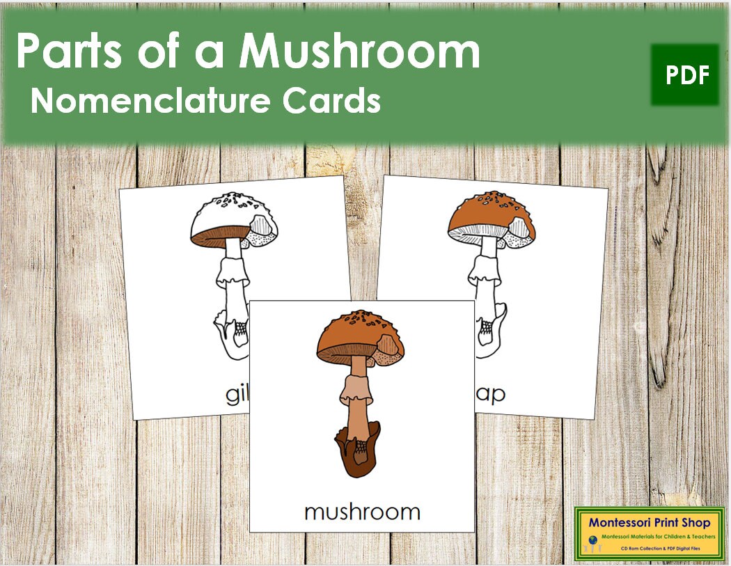Parts of a Mushroom Nomenclature 3-part Cards Montessori - Etsy