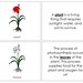 Parts of a Plant Nomenclature Book - Montessori Botany (digital ...