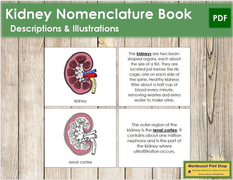 Parts of a Kidney Nomenclature Book Science Printable - Etsy Canada