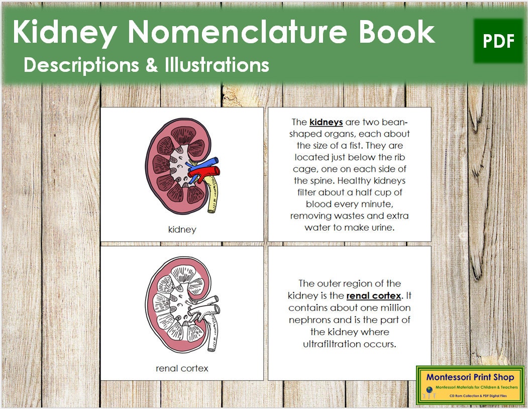 Parts of a Kidney Nomenclature Book Science Printable - Etsy Canada