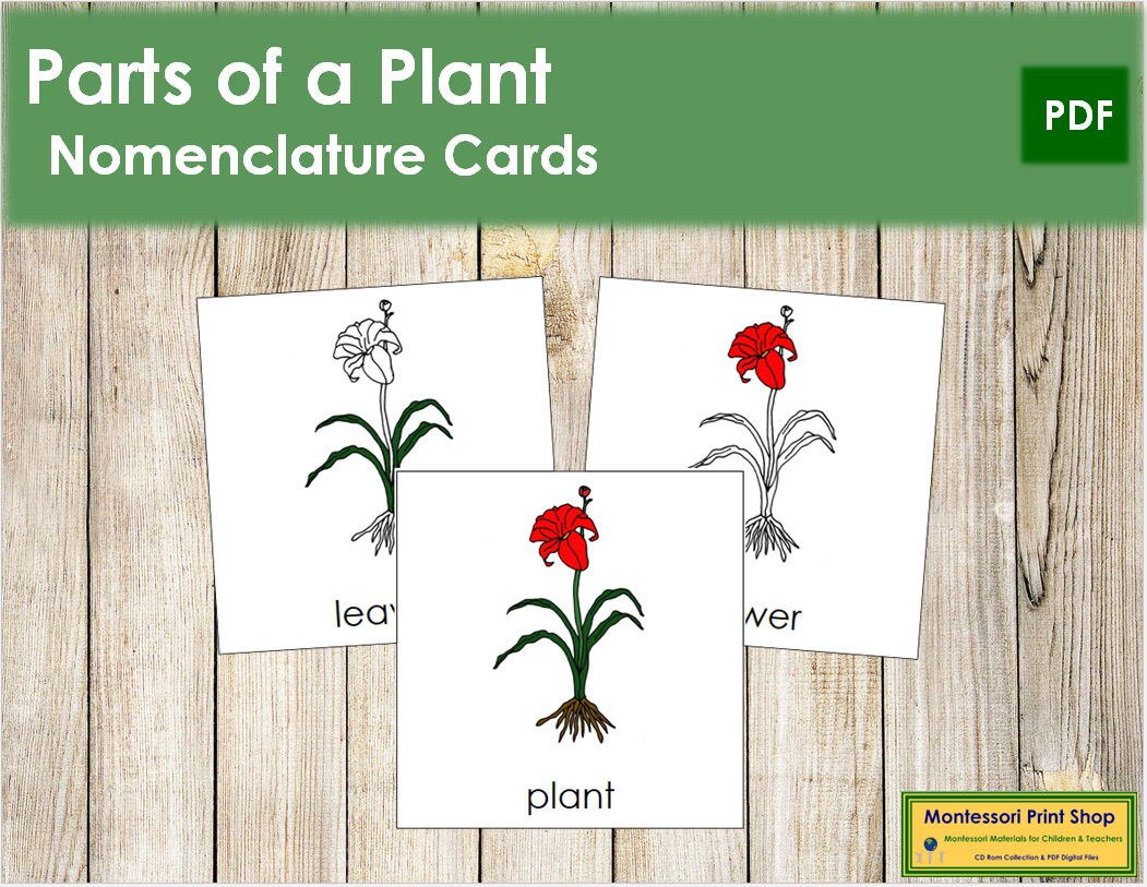 Parts of a Plant Nomenclature 3-part Cards Montessori Botany - Etsy Canada
