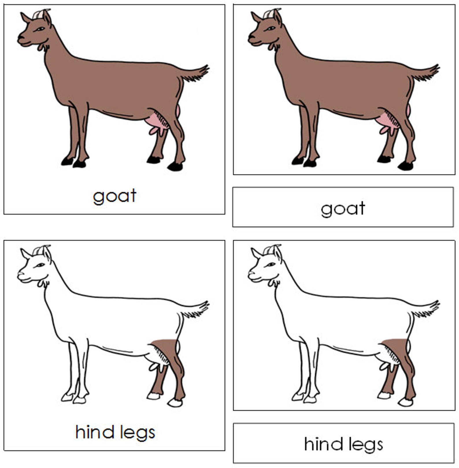 Parts of a Goat Nomenclature 3-part Cards Montessori Zoology - Etsy