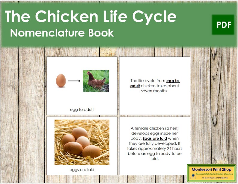 The Chicken Life Cycle Book Montessori Nomenclature - Etsy